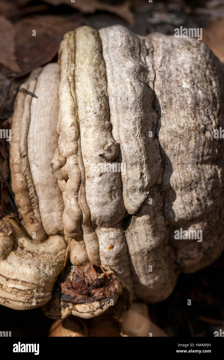 The texture and lines of a tree fungus in the woods Stock Photo - Alamy