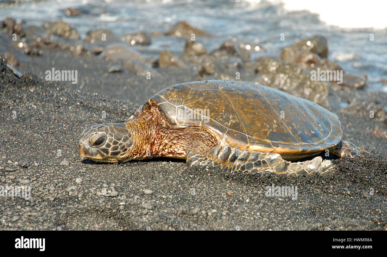 Turtle teeth hi-res stock photography and images - Alamy