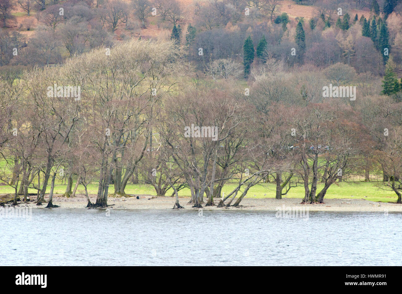 Trees on the shore of Ullswater, Lake District, Cumbria, England Stock ...