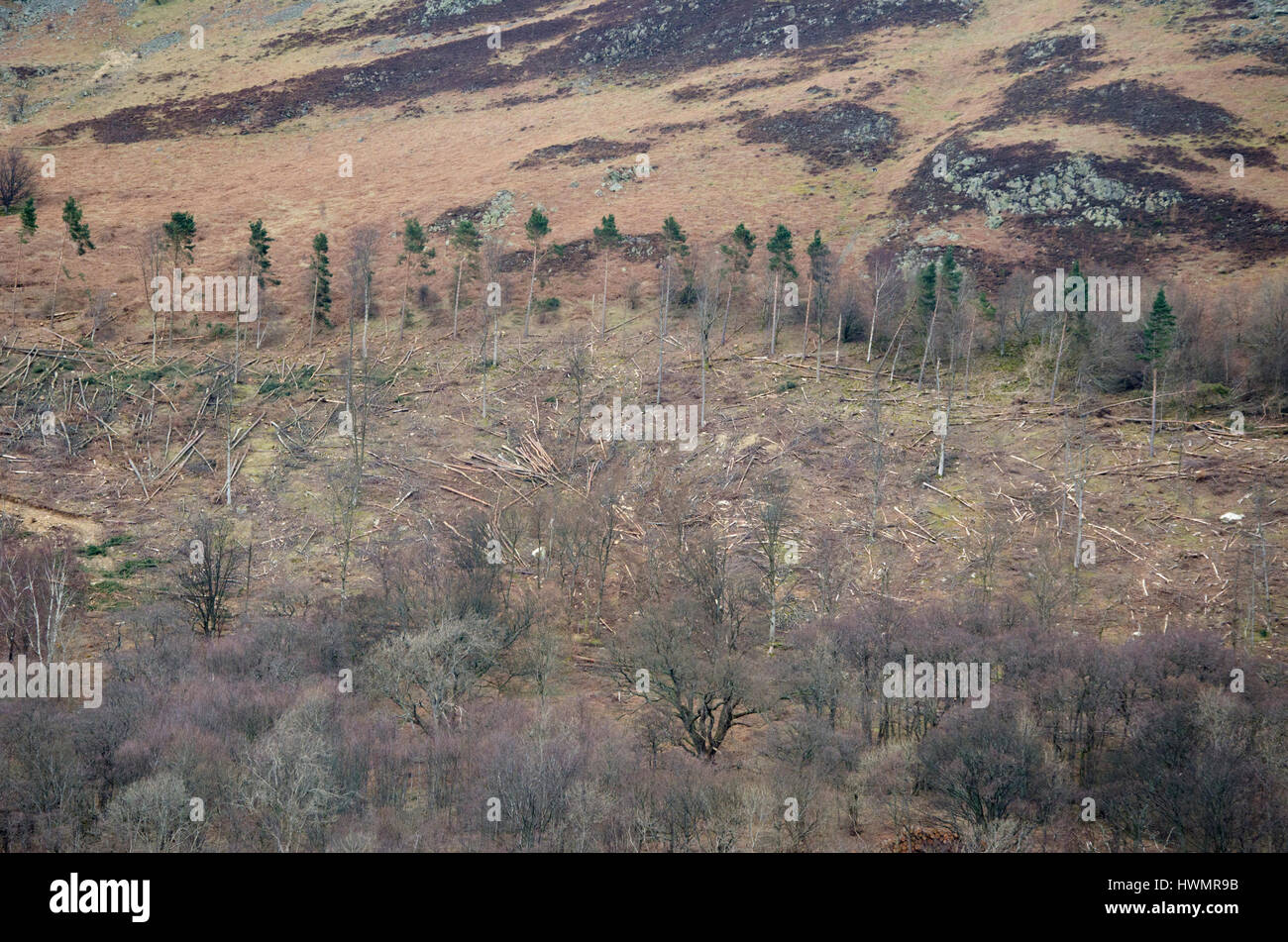 Felled trees on hillside on the edge of Lake Ullswater, Cumbria ...