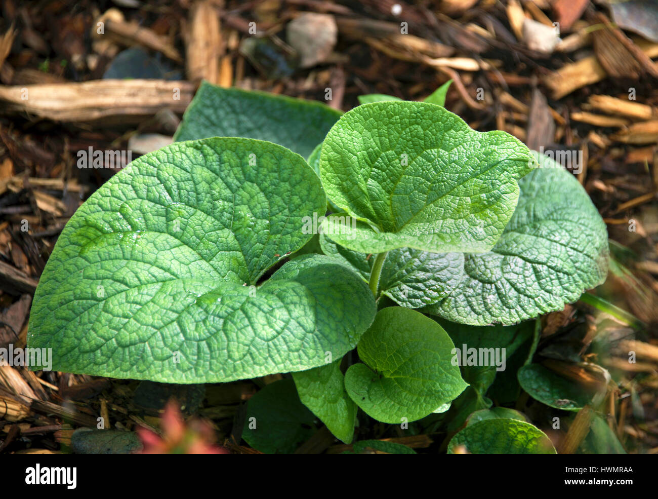 Nurture background hi-res stock photography and images - Alamy