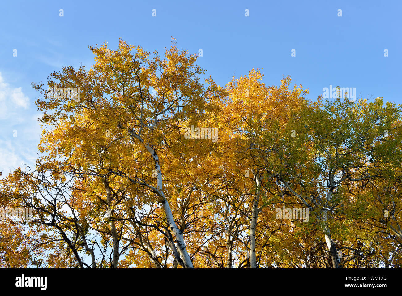 Autumn colors, Prairies of Canada Stock Photo - Alamy