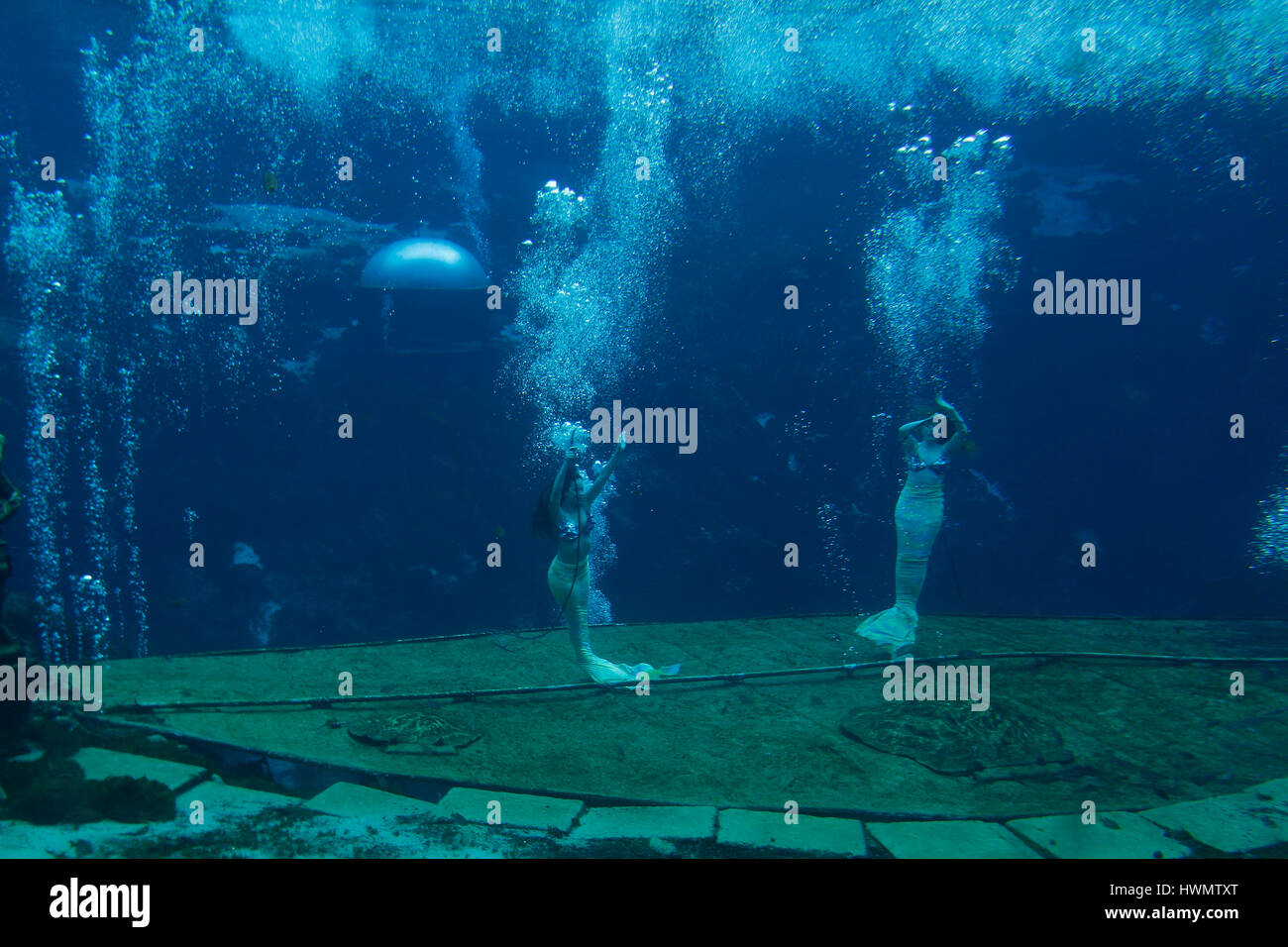 Mermaids performing underwater at Weeki Wachee Springs State Park Stock ...