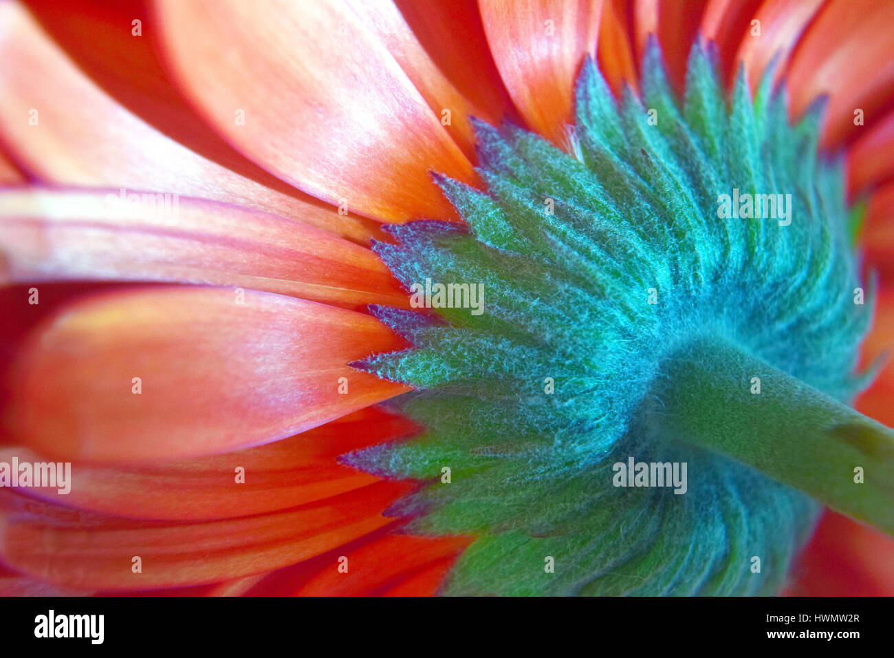 Gerbera close up Stock Photo - Alamy