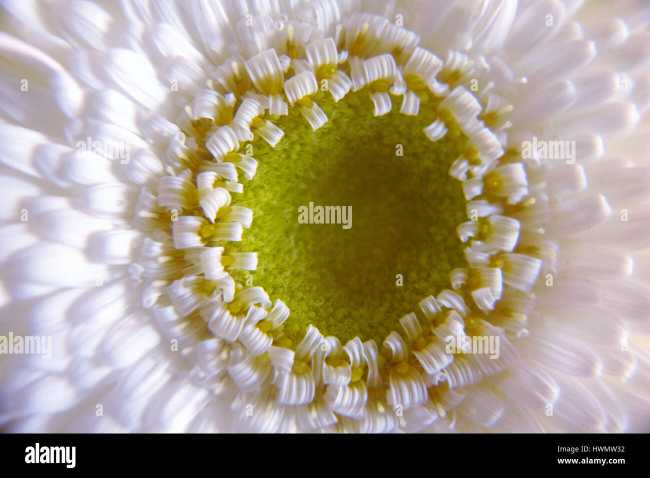 Gerbera close up Stock Photo - Alamy