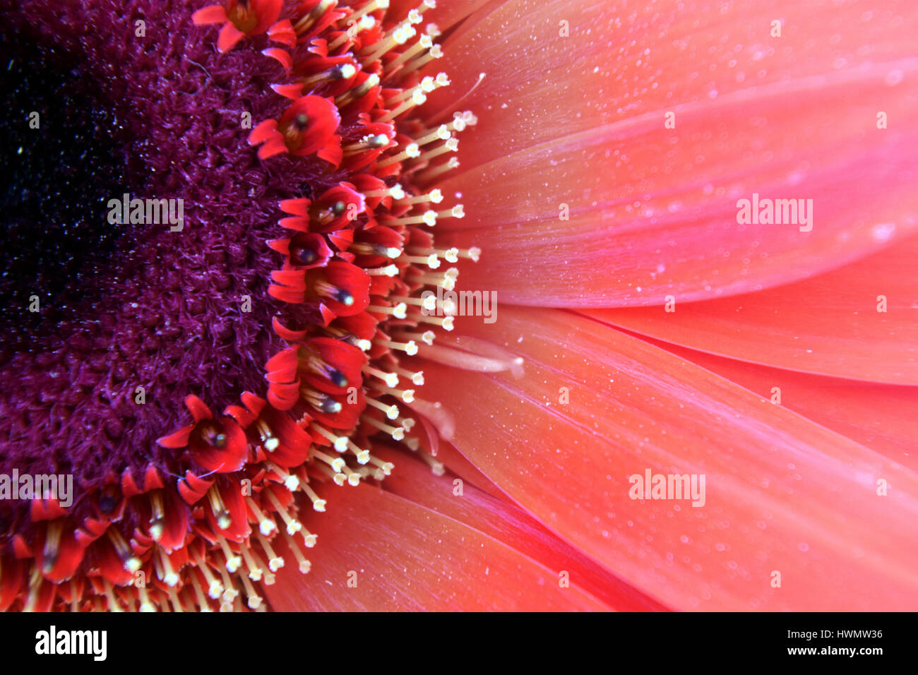 Gerbera close up Stock Photo - Alamy