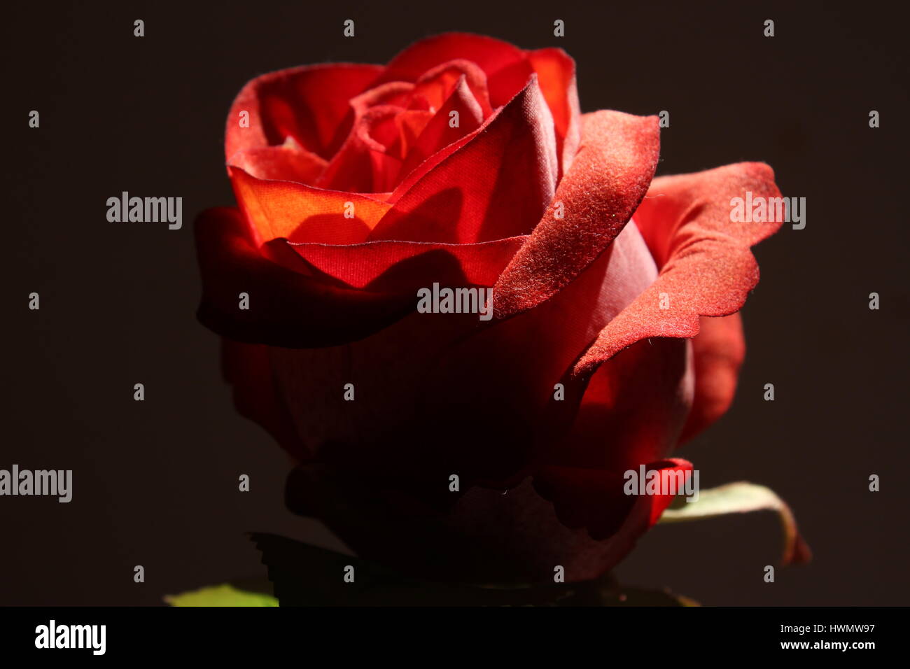 Red rose illuminated by sun light Stock Photo - Alamy