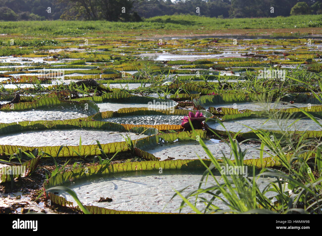 Plant amazon river hi-res stock photography and images - Alamy