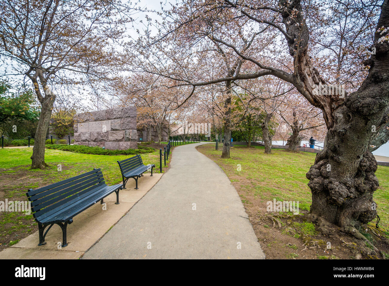 Cherry blossoms and a walkway in Washington, DC Stock Photo - Alamy