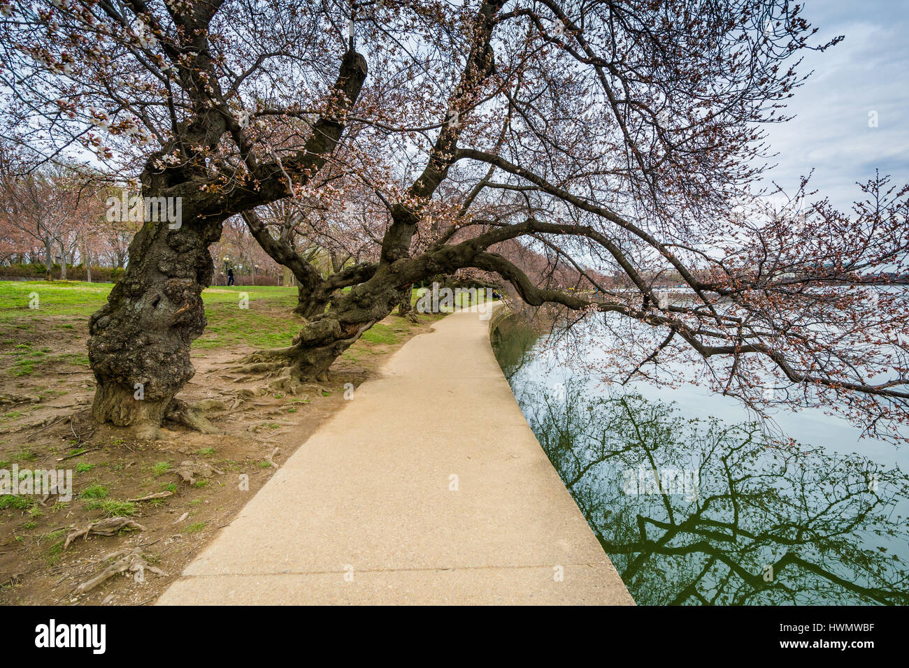 Cherry blossoms and walkway along the Tidal Basin, in Washington, DC ...