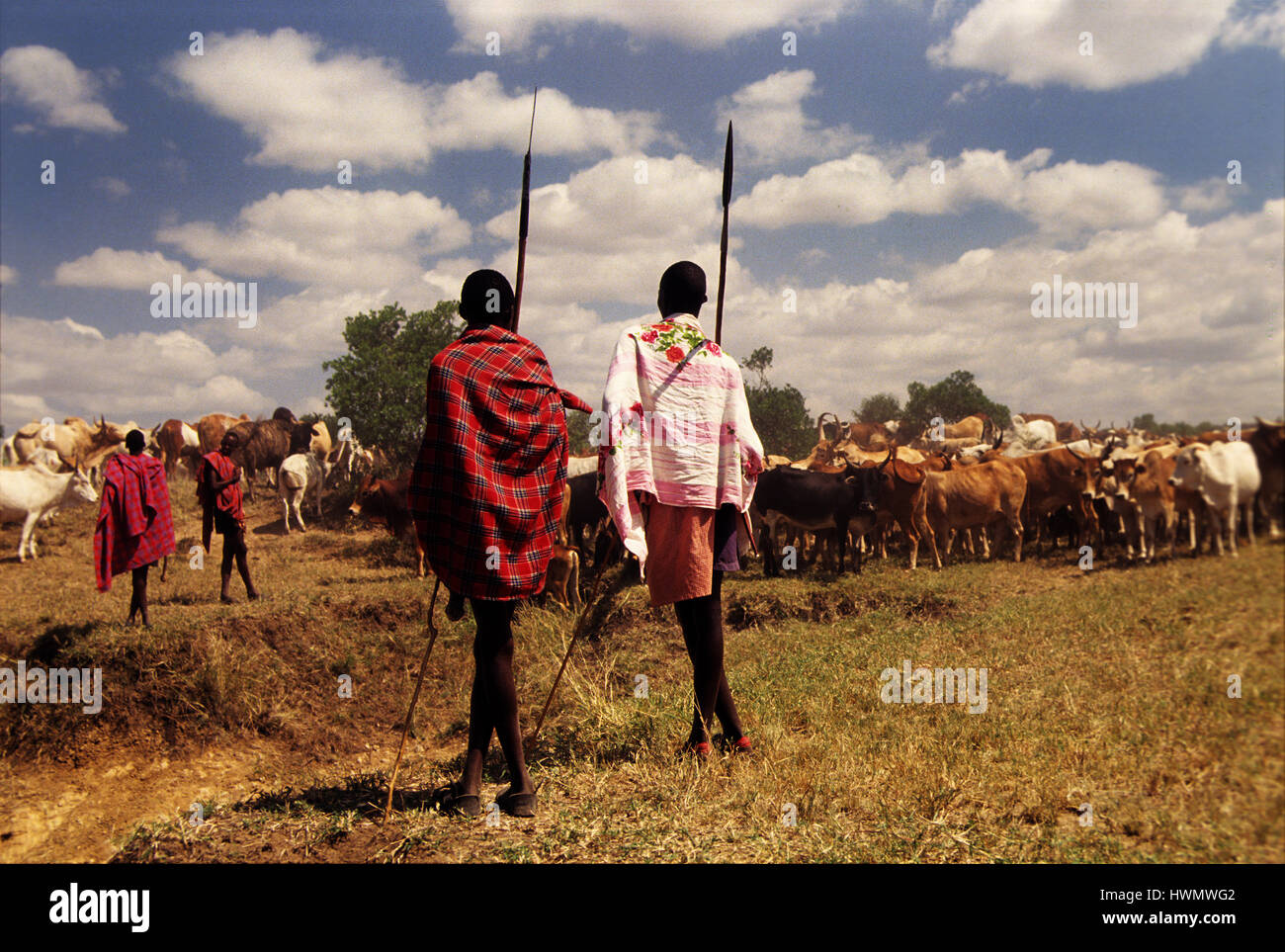 Masai herding cattle kenya hi-res stock photography and images - Alamy