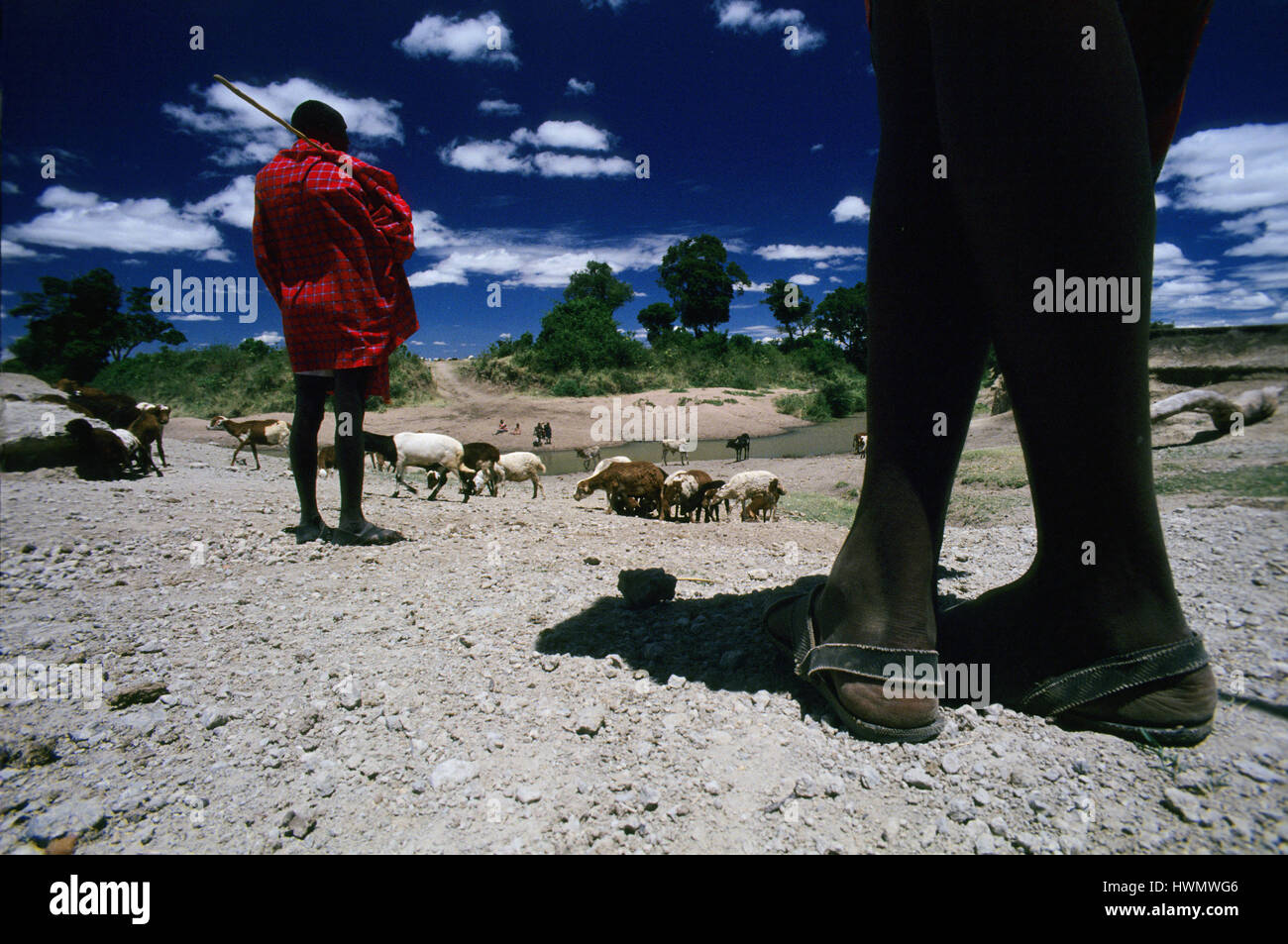 Masai warriors herding sheeps near Talek river in Masai Mara Game ...