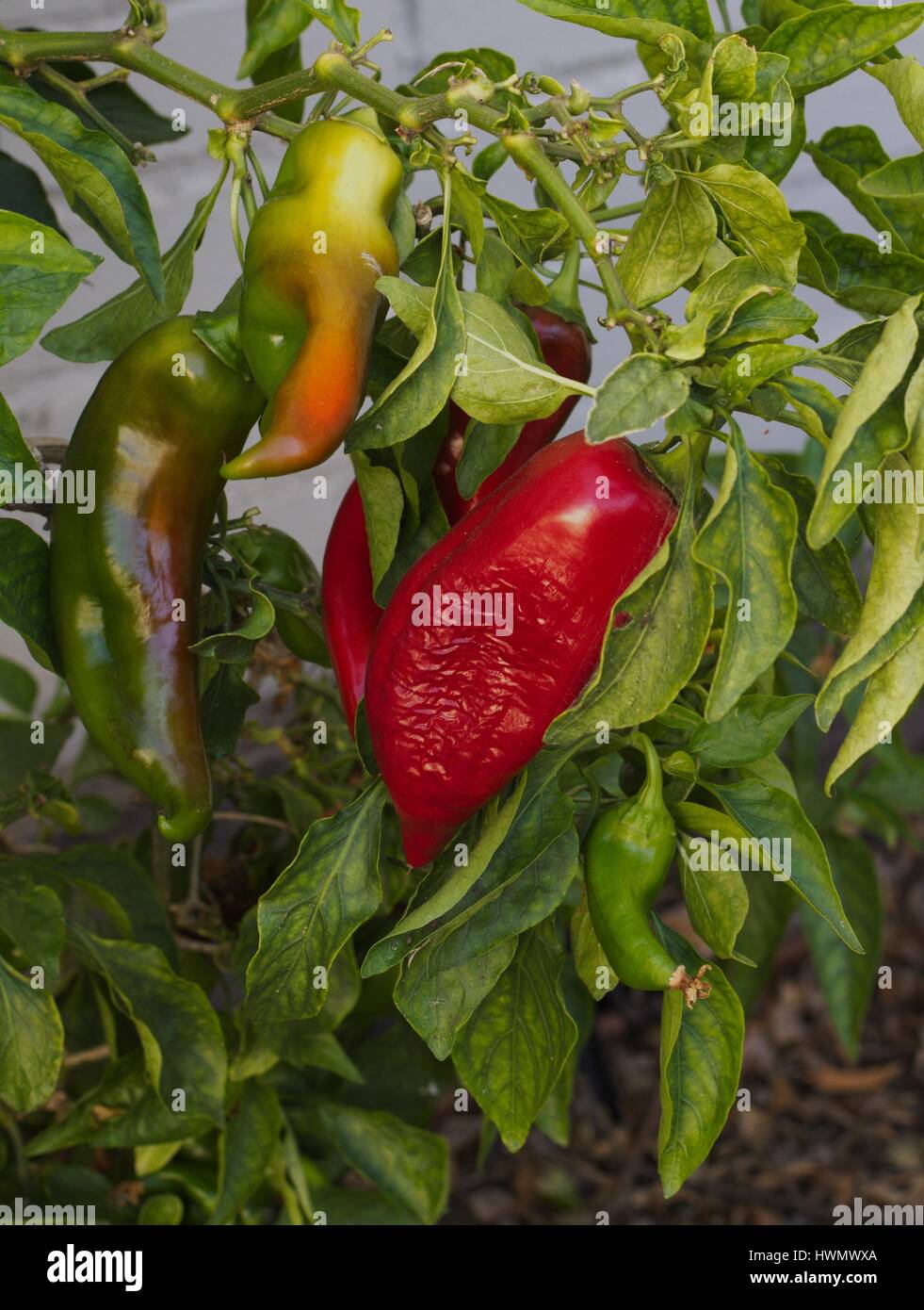 Heat damage plant fruit hi-res stock photography and images - Alamy