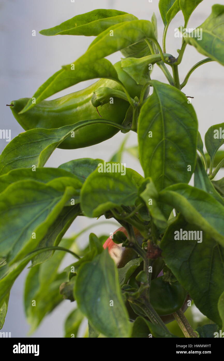 Heat damage hi-res stock photography and images - Alamy