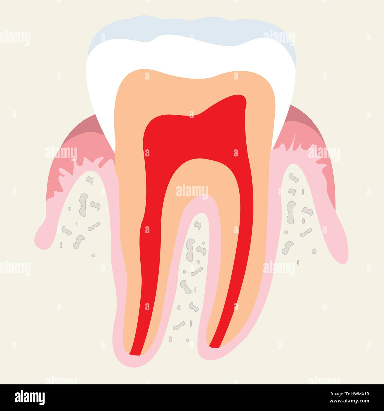 highly detailed human tooth structure isolated on white background ...