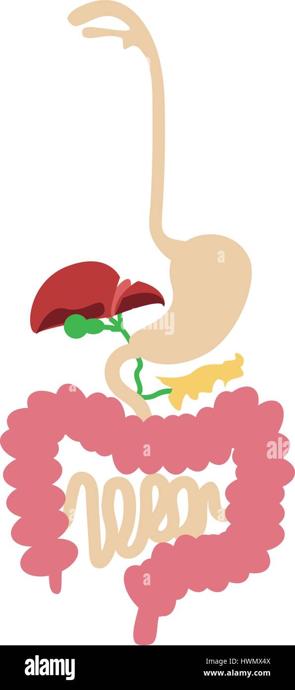human digestive system vector in flat design Stock Vector Image & Art ...