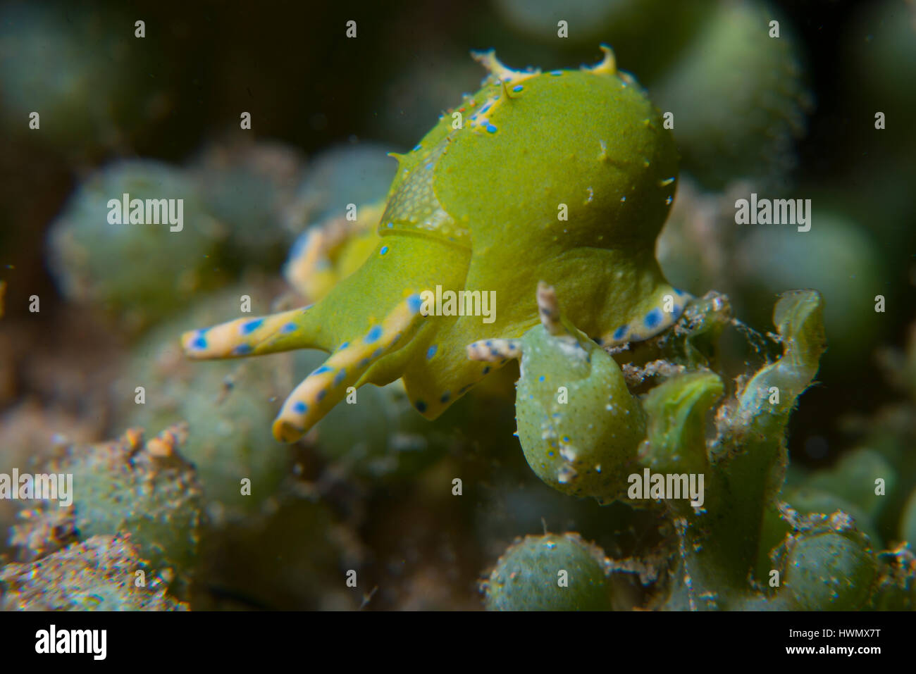Blue green algae underwater hi-res stock photography and images - Alamy
