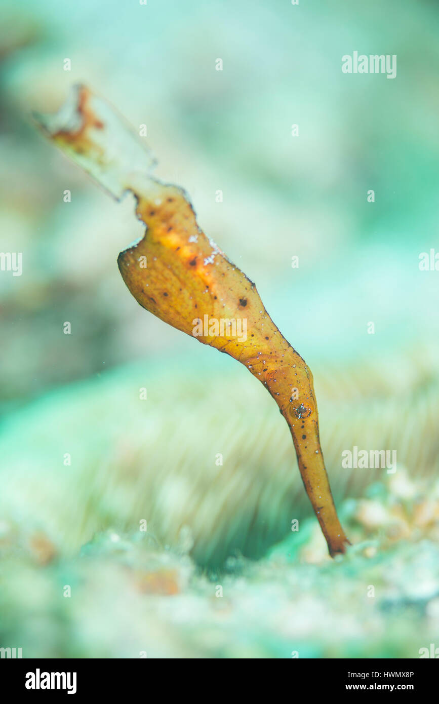 Robust Ghost Pipefish, Solenostomus cyanopterus, swimming along the ...