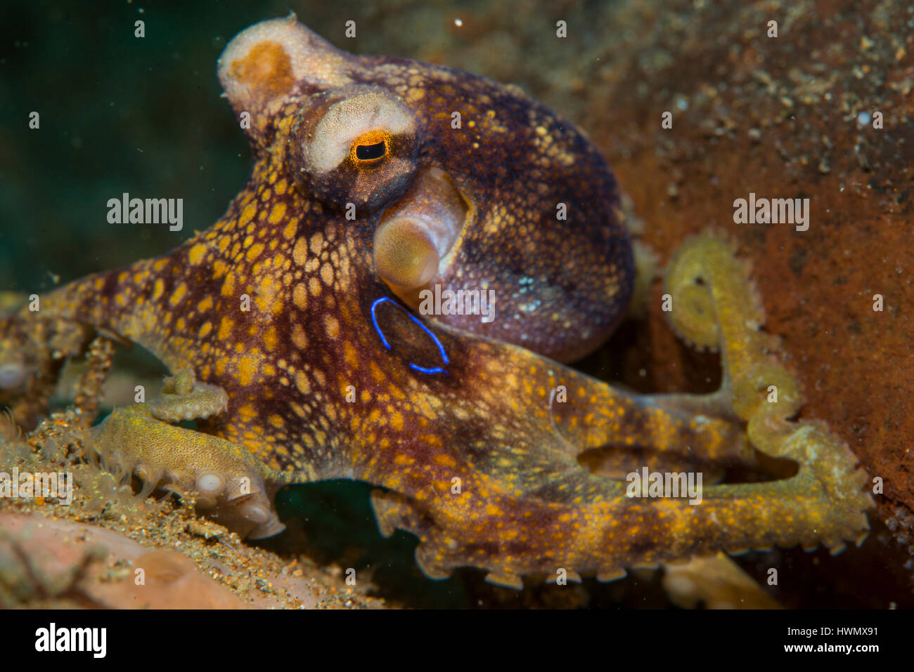 A Poison Ocellate Octopus, Amphioctopus siamensis, on the seabed ...