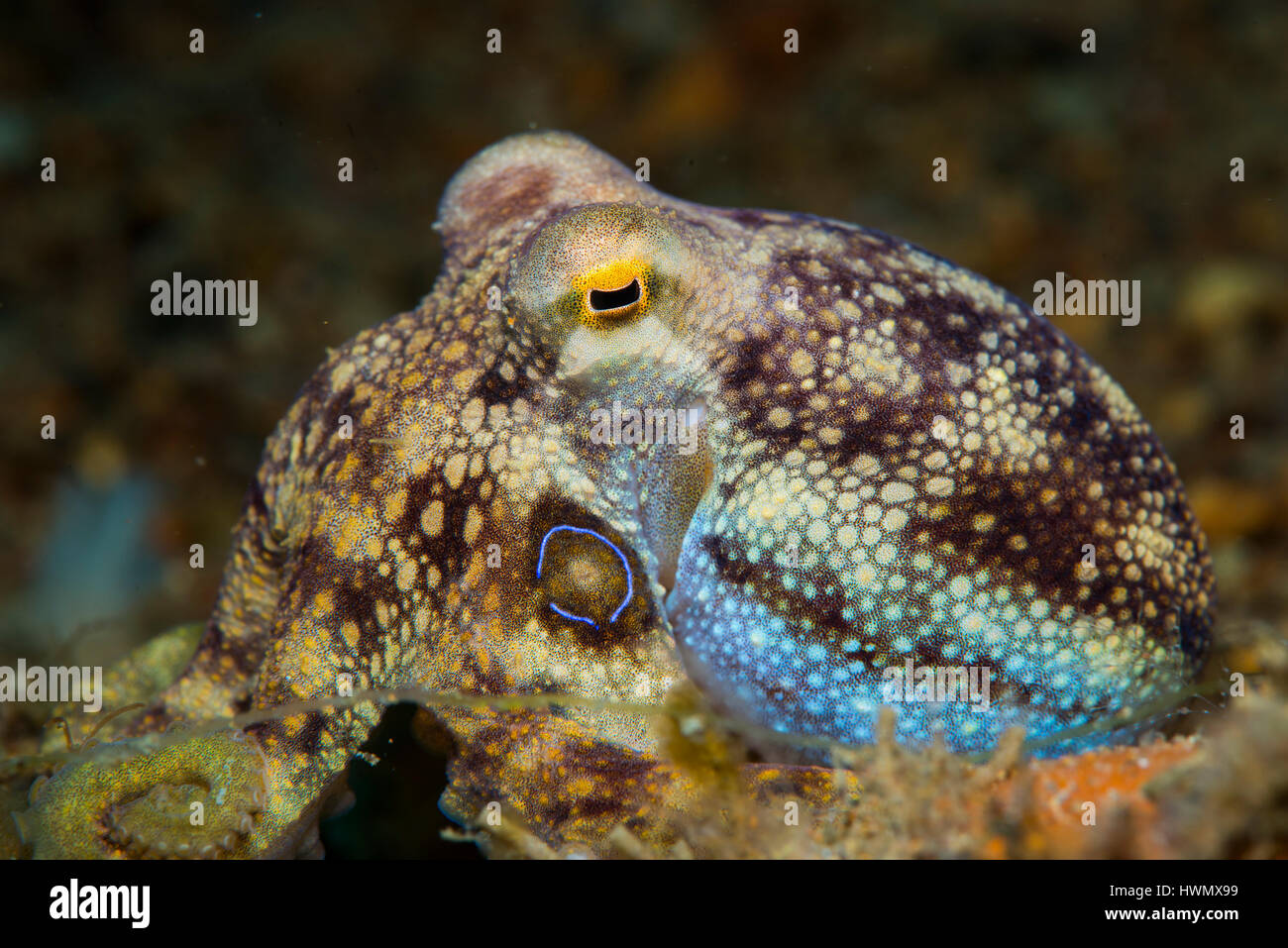 A Poison Ocellate Octopus, Amphioctopus siamensis, on the seabed ...