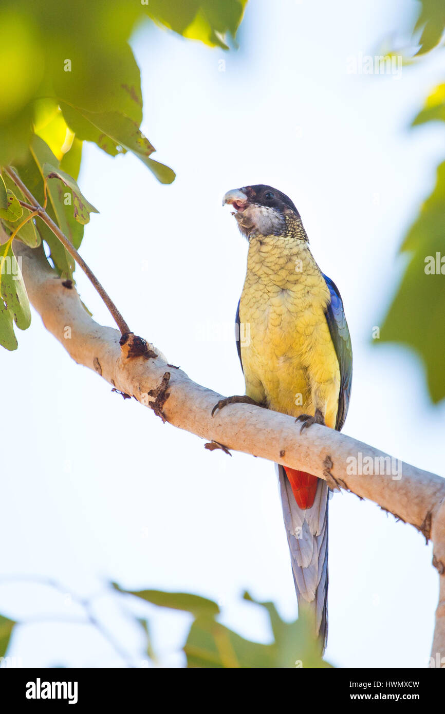 Western rosella hi-res stock photography and images - Alamy