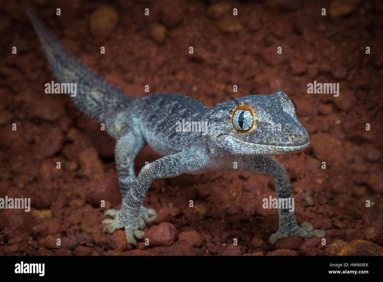 Northern Spiny-tailed Gecko (Strophurus ciliaris Stock Photo - Alamy