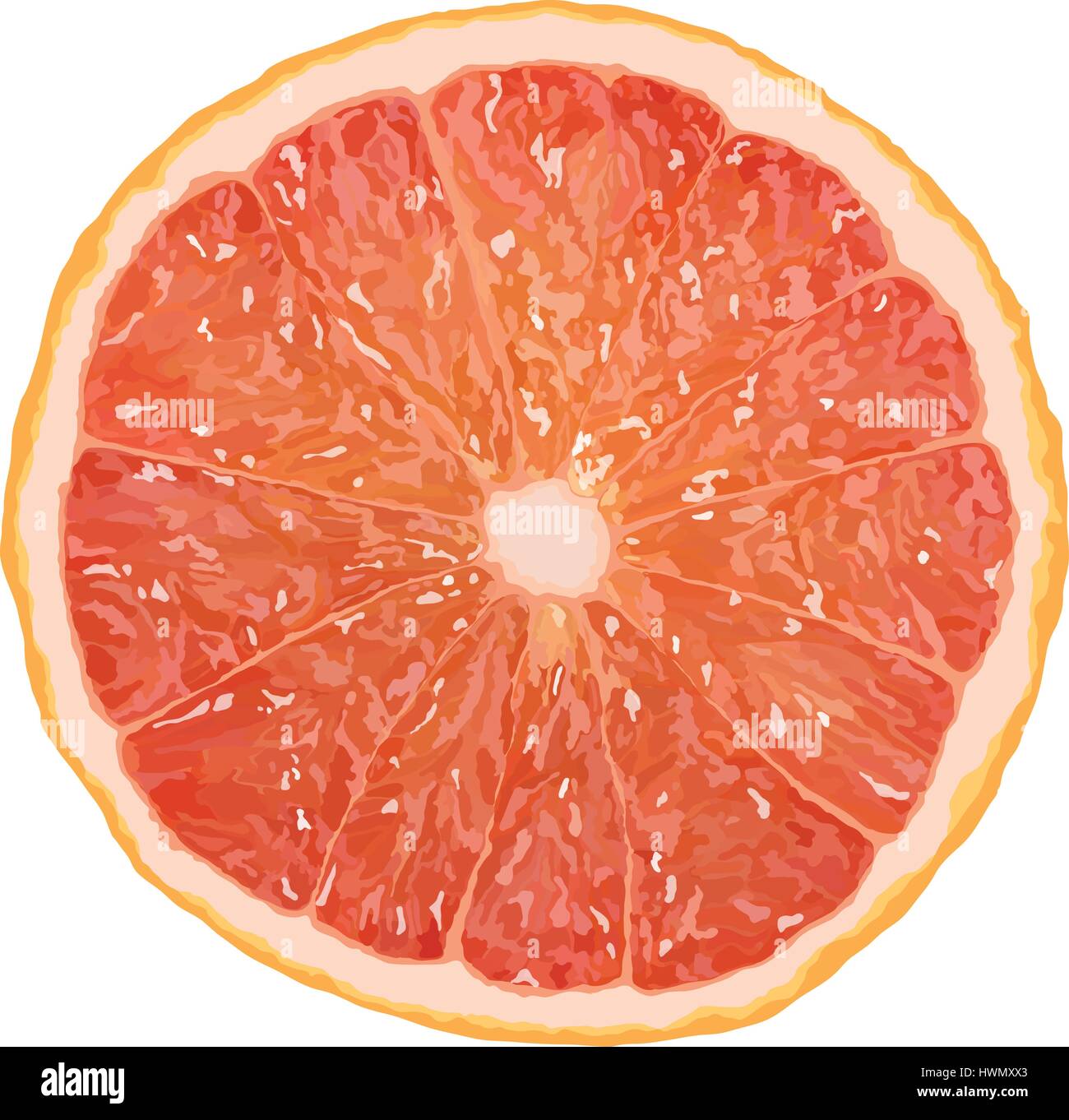 Realistic vector illustration of a grapefruit slice Stock Vector Image & Art - Alamy