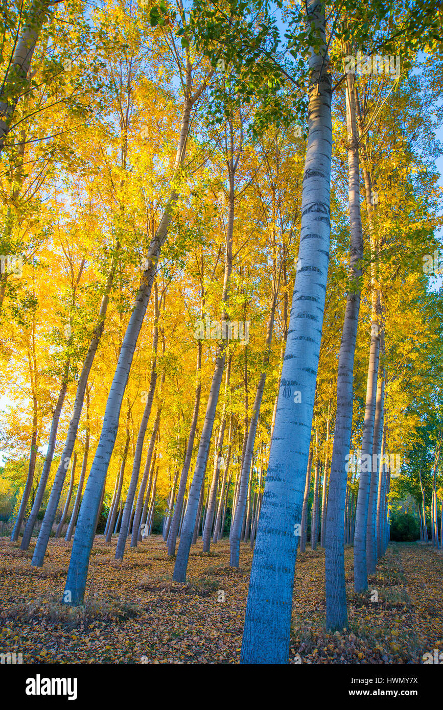 Populus alba tree in forest hi-res stock photography and images - Alamy