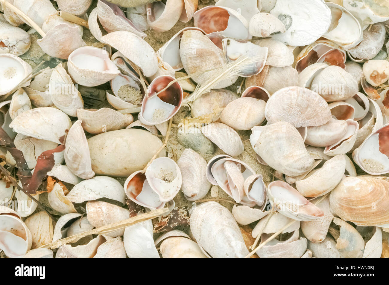 background of assorted sea shells Stock Photo - Alamy