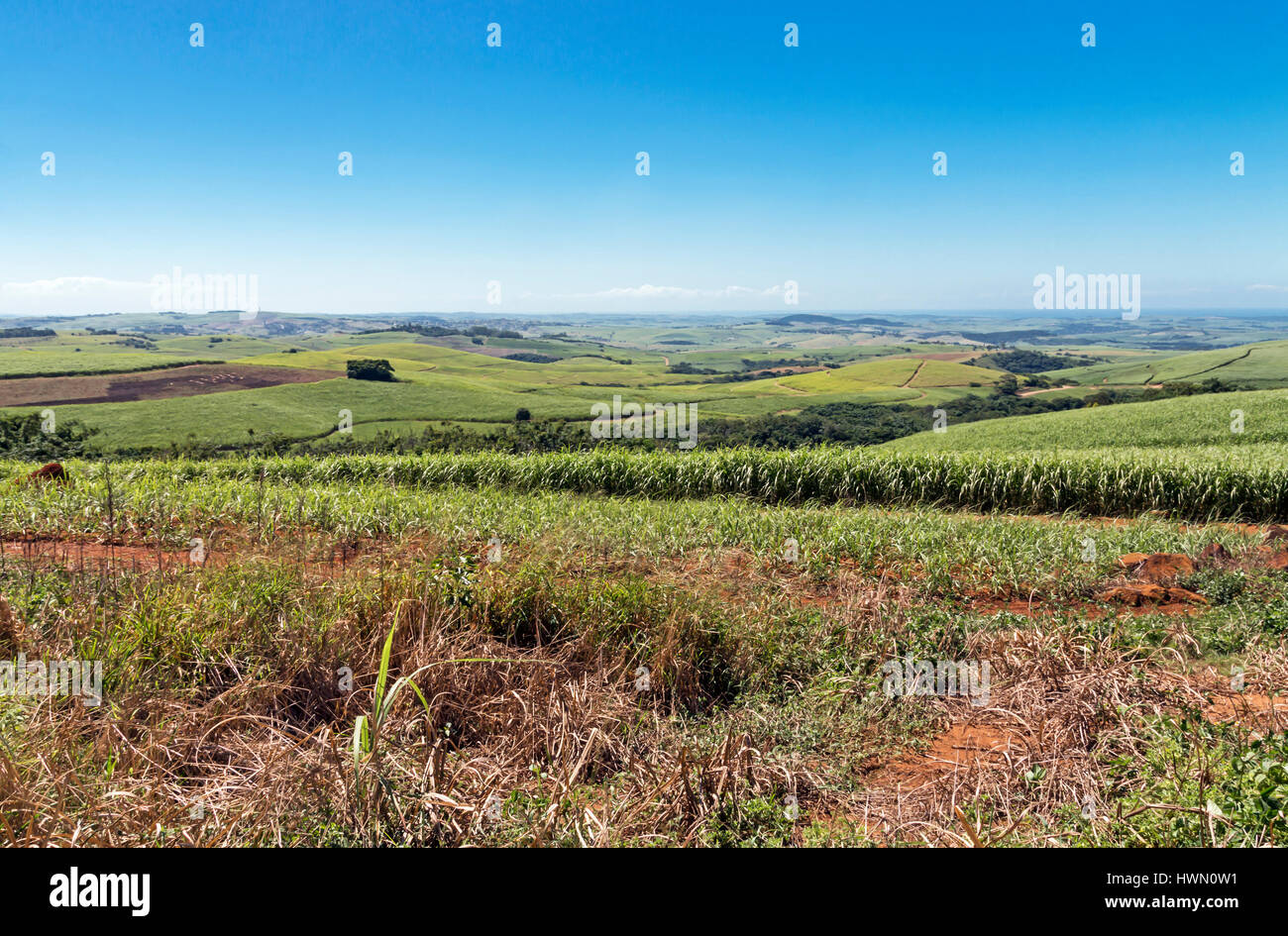 Sugarcane Plantation Africa High Resolution Stock Photography and ...