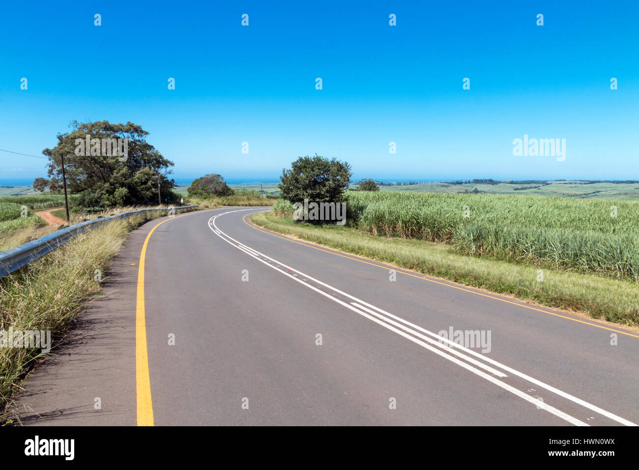 Rural asphalt country road running through sugar cane fields against ...