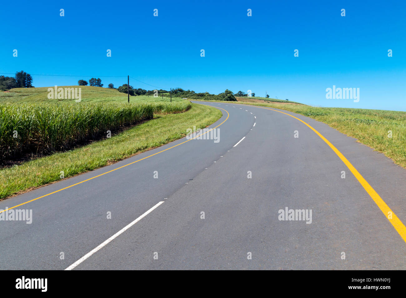 Rural asphalt country road running through sugar cane fields against ...