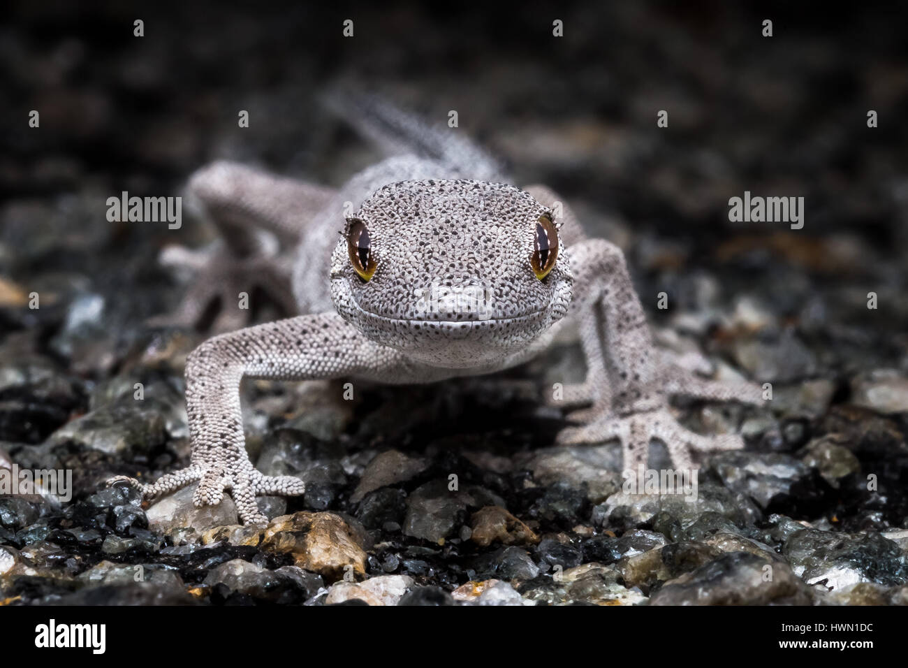Soft Spiny-tailed Gecko (Strophurus spinigerus Stock Photo - Alamy