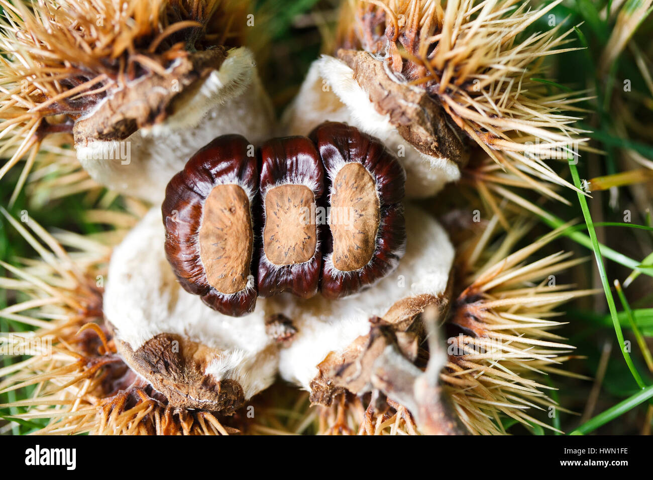 A group of chestnuts still in their open shell which is attached to its ...