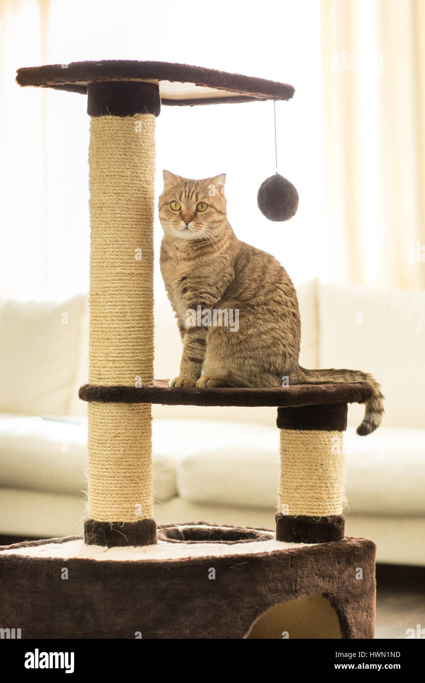 Cat sitting on a scratching post, on living room background Stock Photo ...