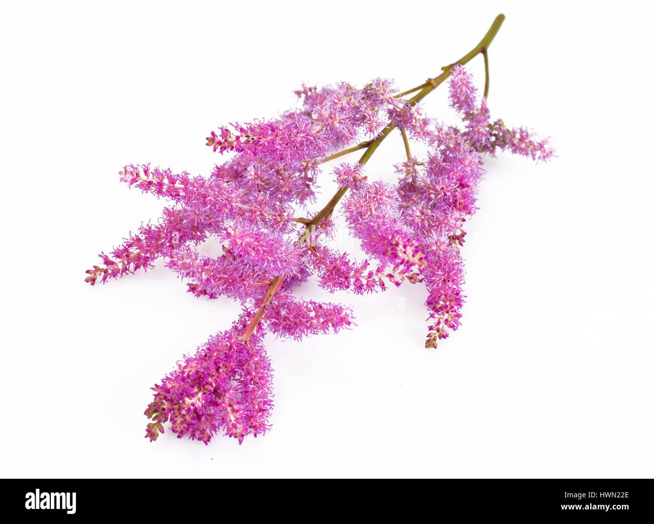 Astilbe cut flower Stock Photo - Alamy