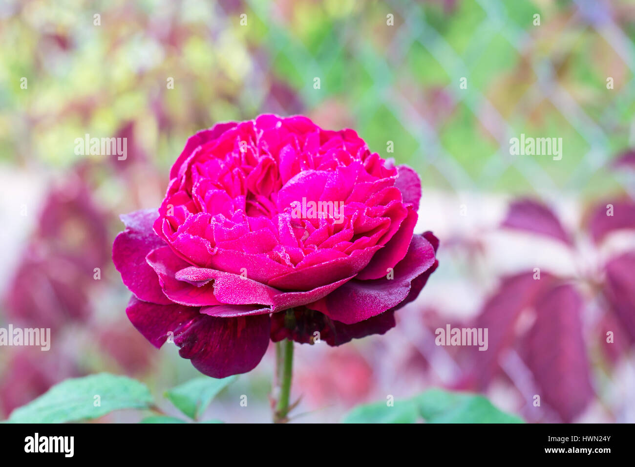 Garden roses in droplets of morning dew on petals Stock Photo - Alamy