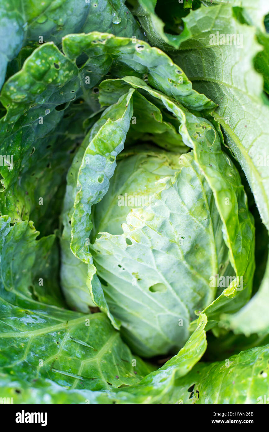 Head of cabbage damaged by pests, caterpillars Stock Photo - Alamy