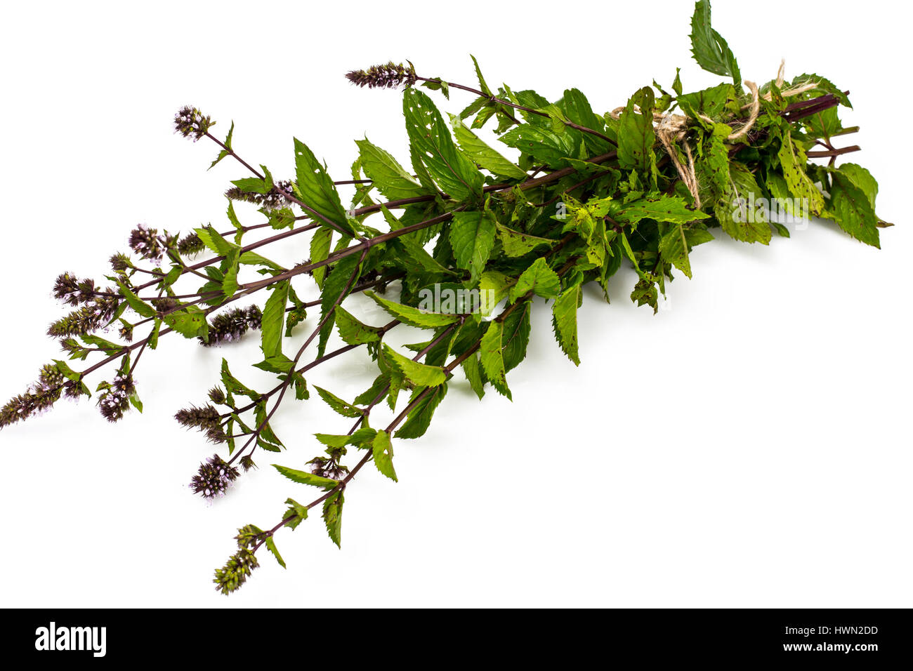 Bunch of fresh branches with oregano flowers Stock Photo - Alamy
