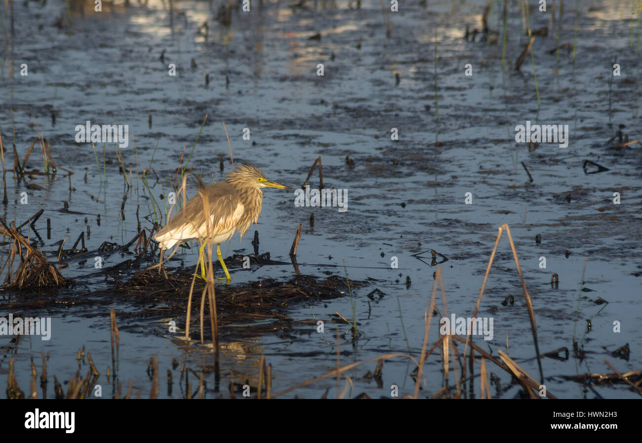 Common sandpiper flying hi-res stock photography and images - Alamy
