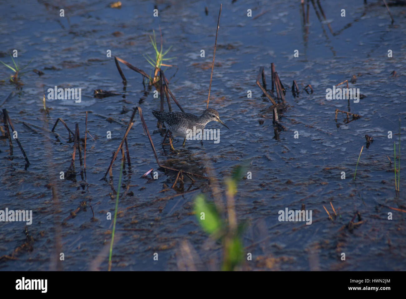 A Common Sandpiper trying to catch a fish Stock Photo - Alamy