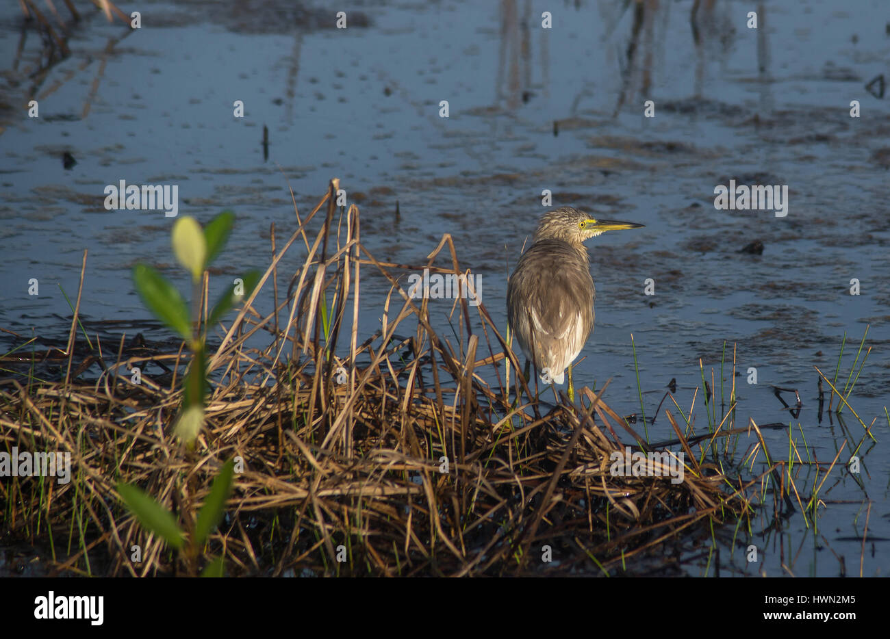 Pacific food chain hi-res stock photography and images - Alamy