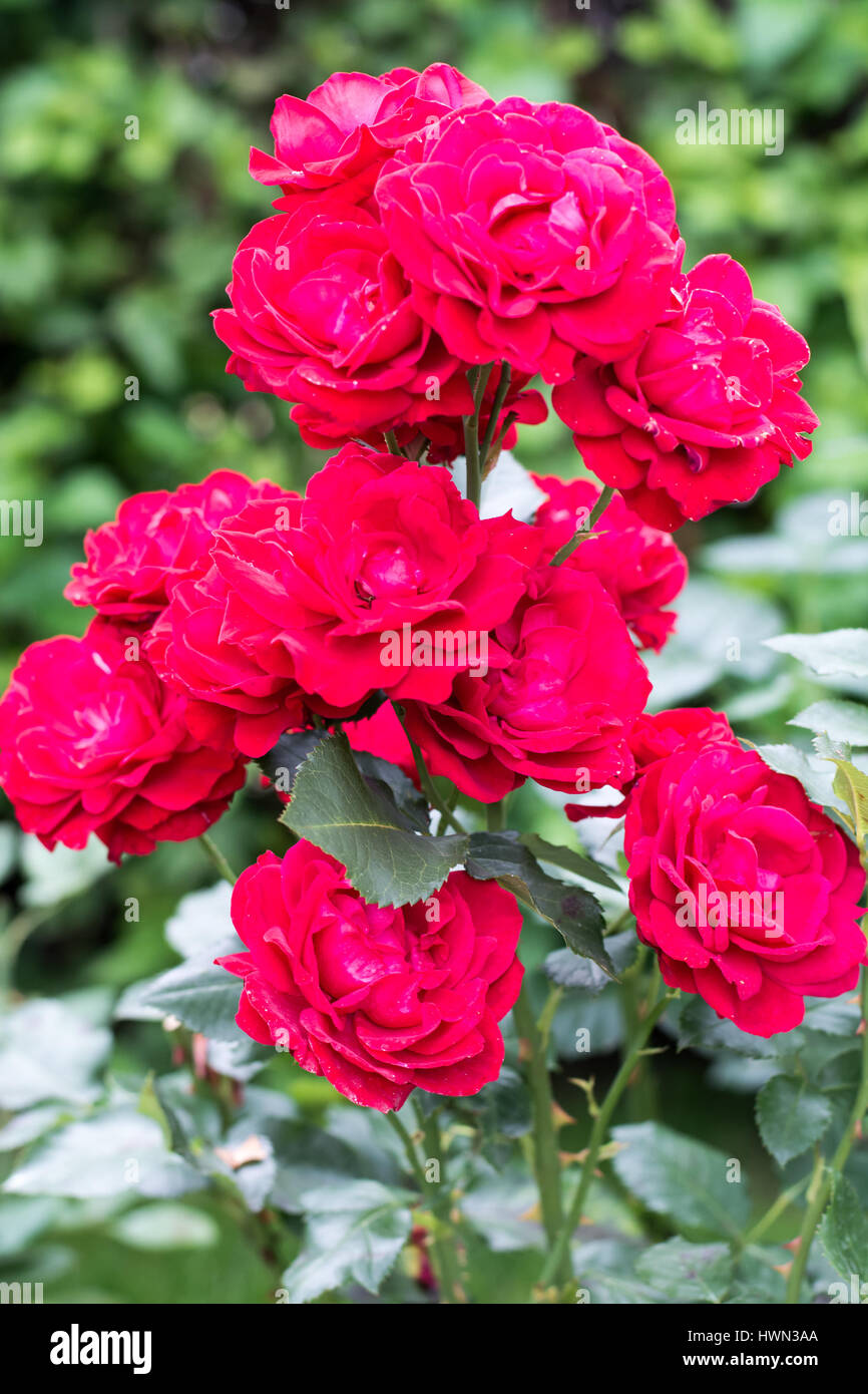 Beautiful roses different colors hi-res stock photography and images ...