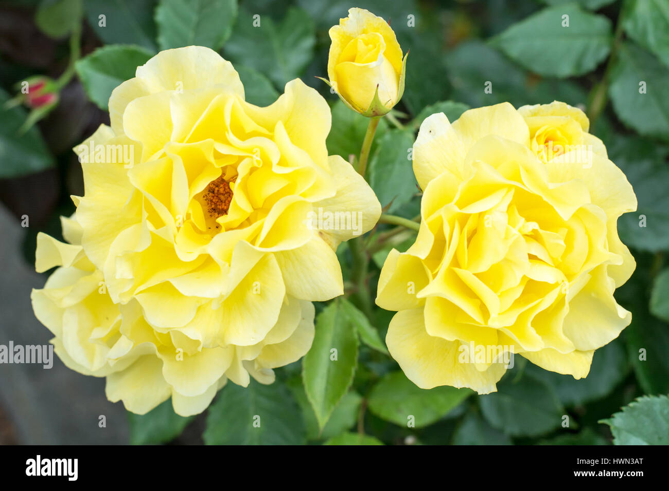 Garden roses of different colors Stock Photo - Alamy