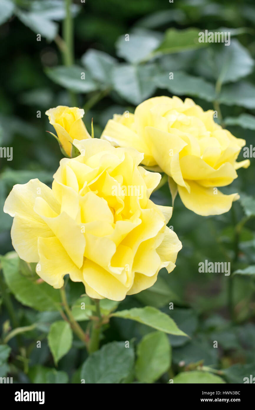 Garden roses of different colors Stock Photo - Alamy
