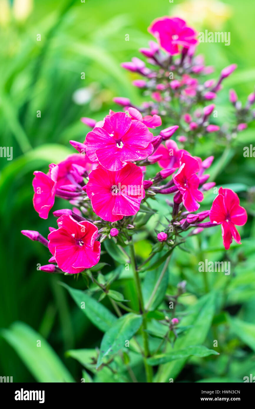 Fragrant phlox in the garden Stock Photo - Alamy