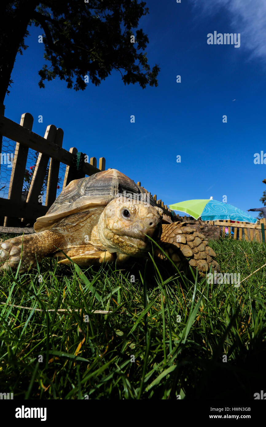 Playpen hi-res stock photography and images - Alamy