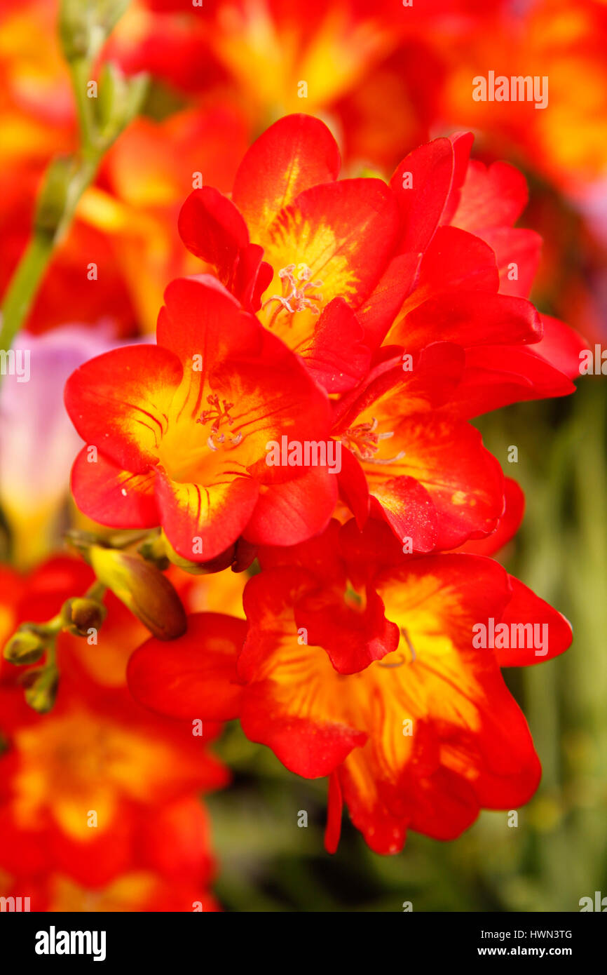 Freesia blooms hi-res stock photography and images - Alamy