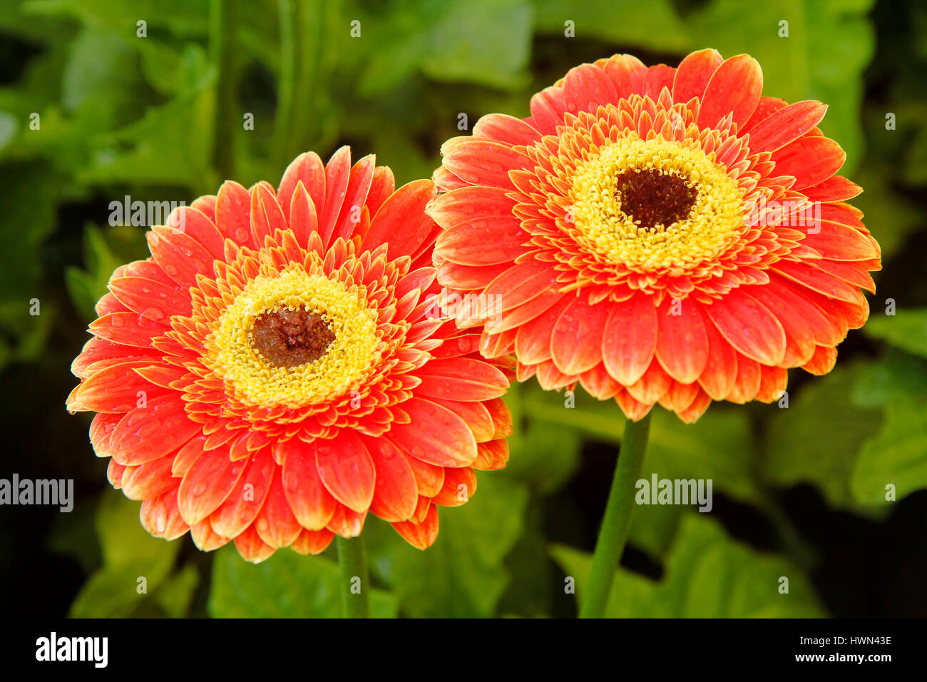 Double gerbera hi-res stock photography and images - Alamy