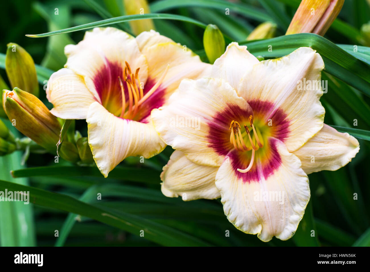 Beautiful daylilies growing in the garden Stock Photo - Alamy